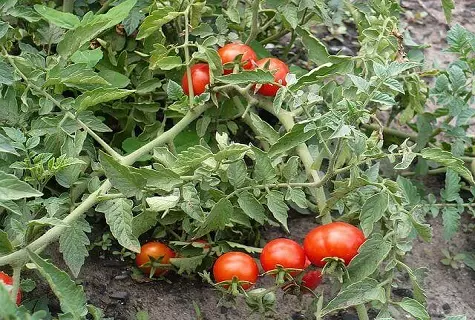 Bush tomate.