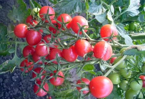 Tufișuri de tomate shalun.