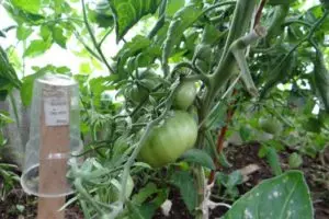 Beschreibung der Tomate Cherokee Sorte, seine Merkmale und Ertrag
