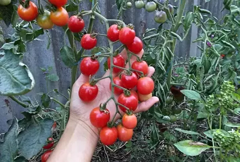 Tomate Chalun în grădină