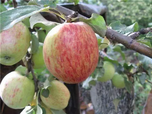 Ang Apple Tree Orlovskaya Berned