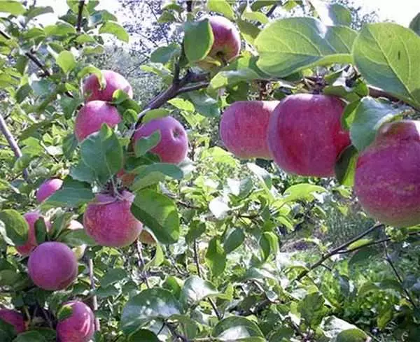 अनेक सफरचंद