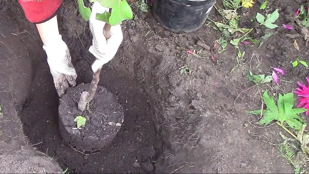 planter des pommes