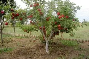 Pleie regler og planting ordning av halvklasse epletrær, deres dyrking og distribusjonsregioner
