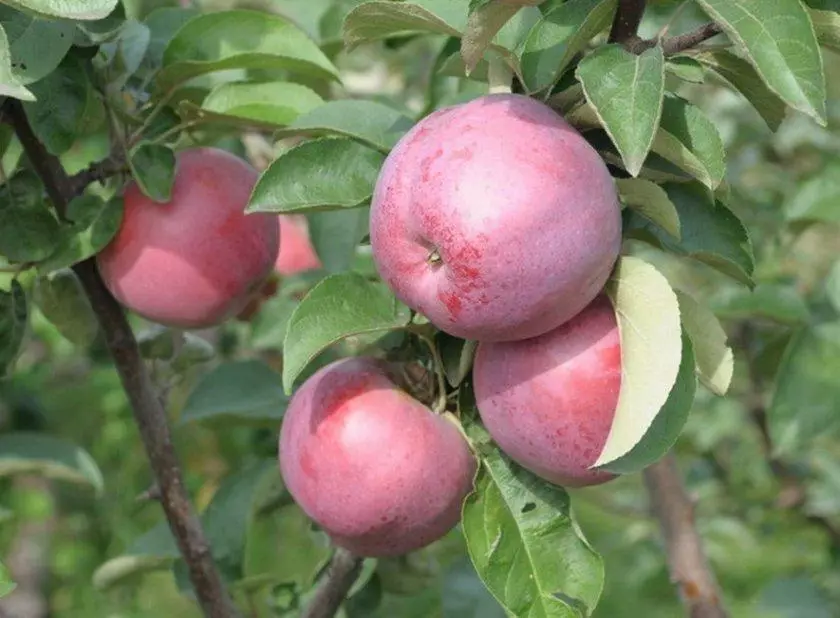 Apple Tree Kyauta