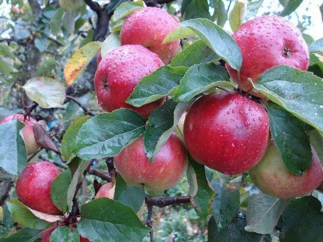 Creación de mazá ante a descrición das variedades e características, as regras de aterraxe e coidado