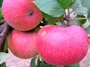 Beschrijving, kenmerken en variëteiten van appelbomen Arcad-variëteiten, regels van teelt en zorg