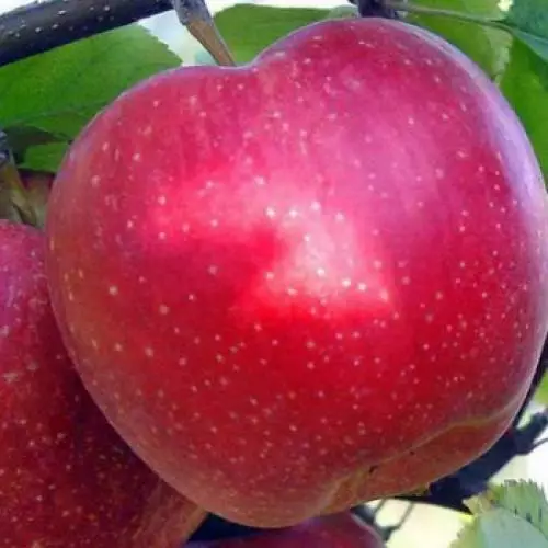 Apple Tree Antei.