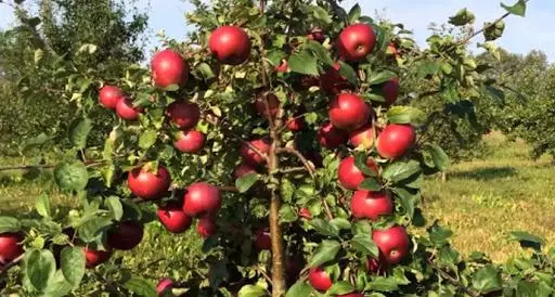 Apple Tree Antei