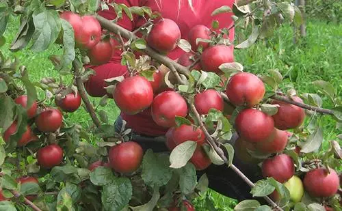 العديد من أشجار التفاح