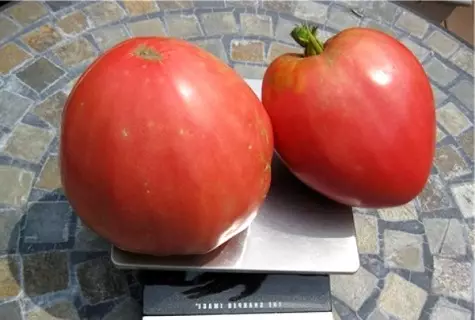 Valet av de sötaste sorterna av tomater för öppen mark och växthus