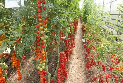 קלטות עגבניות