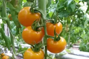 Descrición do Tomate Magic ARF e as súas características