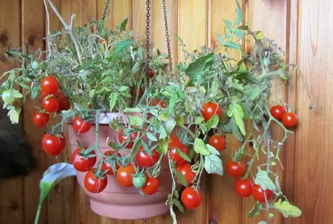 Tomato in Gord