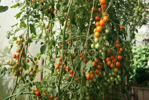 De keuze van de zoetste rassen van tomaten voor open bodem en kassen