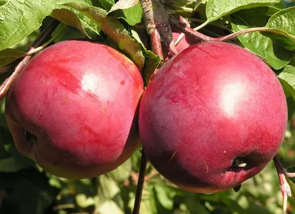 Apple tree Belorussky Sweet