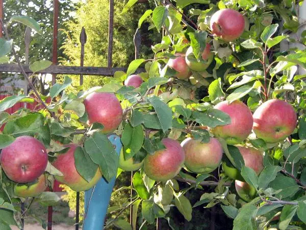 Apple Tree Belorusky e monate