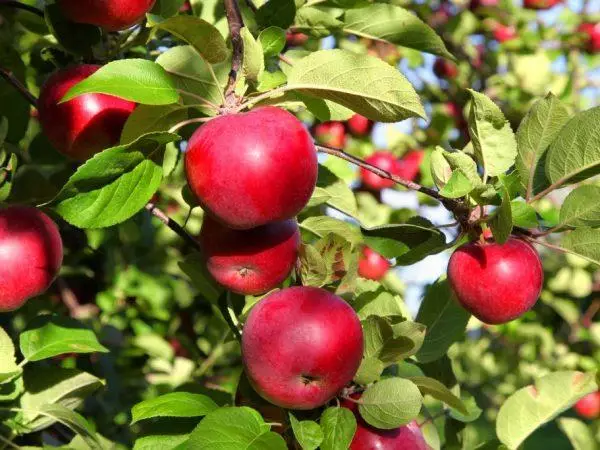 Apfelbaum Belorussky süß
