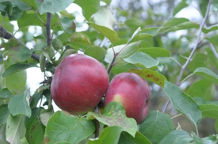 Pemë mollë belorussky ëmbël