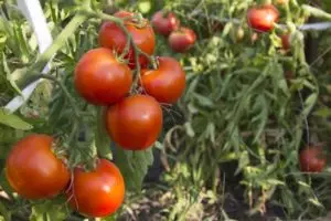Descrición da variedade de tomate de Toyler, a súa característica e rendemento