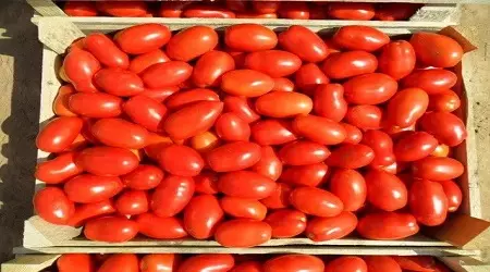 Bhokisi tomato