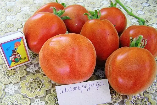 Pomidor Shahryzada.