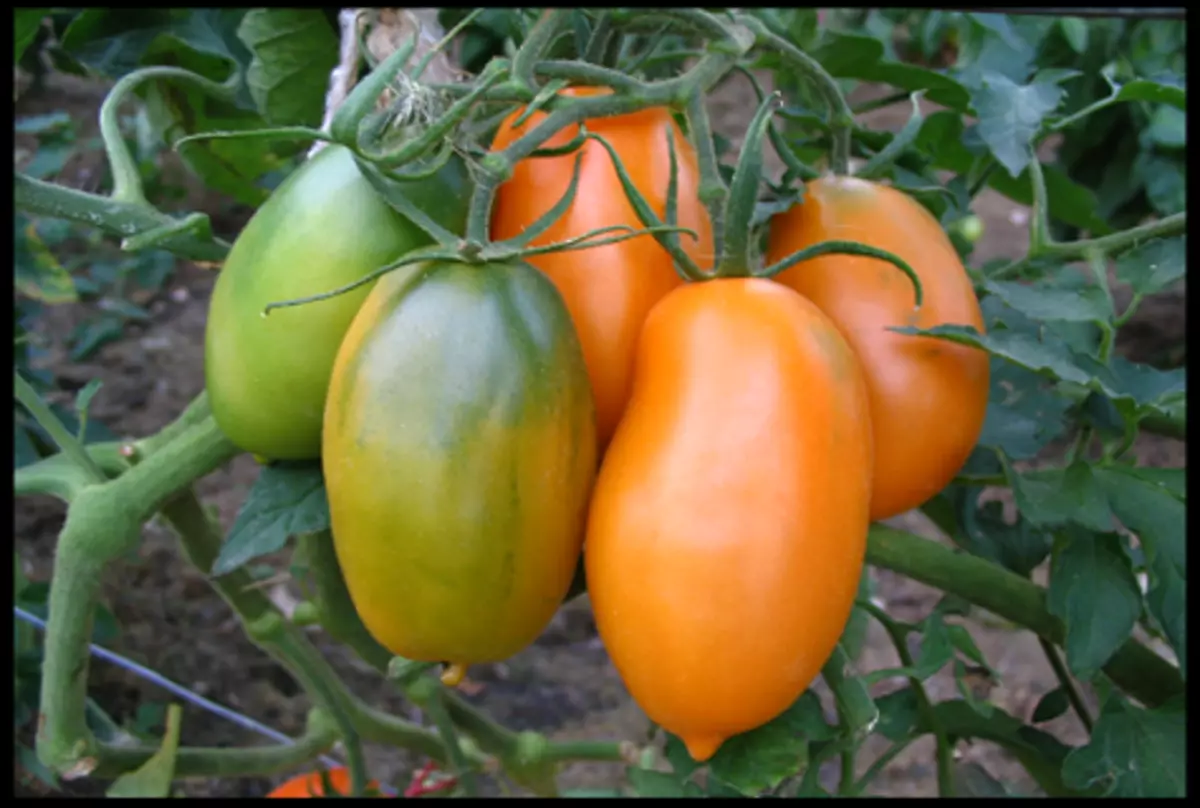 Grönt tomat