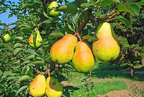 Pear Diushes