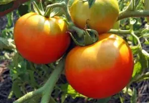 Karakteristik lan katrangan babagan jinis tomat tomat tomat, ngasilake