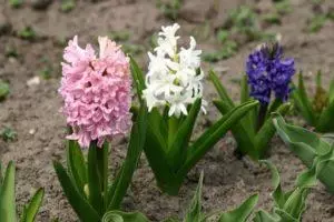 Hoe thús om de bollen fan hyacinten te hâlden by it graven en hawwe jo nedich
