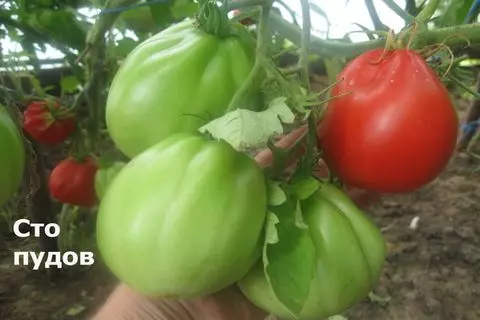 Tomato togi selau pauna