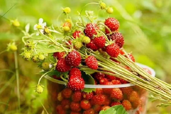 घट्ट berries