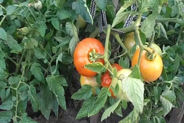 Pomidor Sed aýal Seresaply