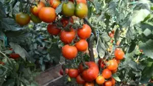 Ciri sareng katerangan ngeunaan rupa-rupa clum tomat, ngahasilkeun na