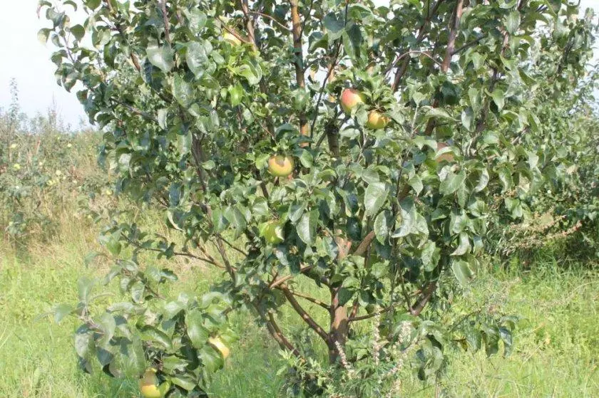 Bryanskoye ایپل درخت