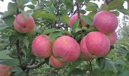 Bryanskoye Apple Tree.