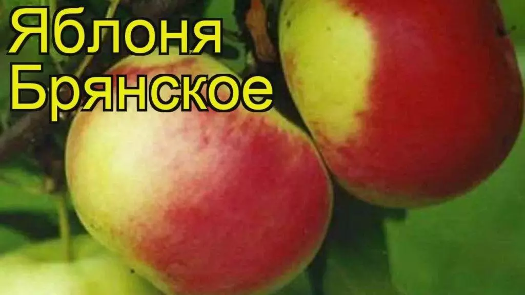 яблуня брянське