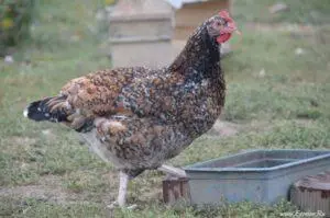 Opis in značilnosti živilske pasme skritja piščancev, zahteve za vsebino