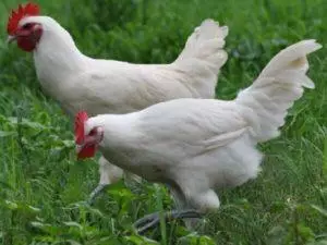 Beschreibung und Regeln für den Inhalt von Hühnern Brüste BRESS GALSK