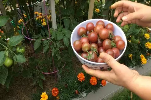 Tomat tumbuh