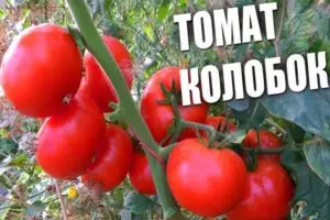Danasîna Cûrbecûr Cûreyek Tomato, taybetmendiya wê û hilberîna wê
