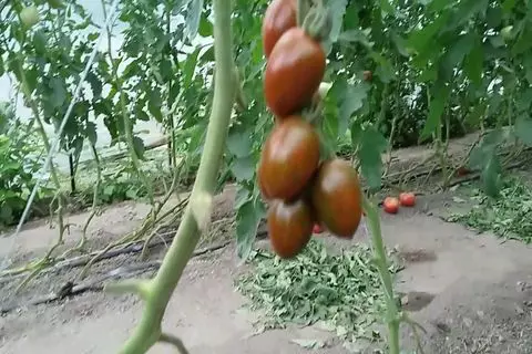 עגבניה דובדבן כושי