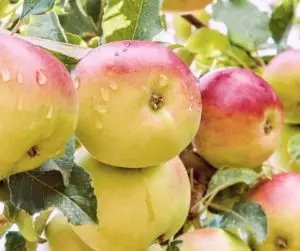 Descripción y características del manzano maravilloso, de rendimiento y cultivo de variedad.