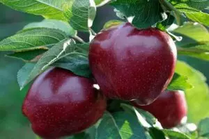 Chervichy appels: Hoe om te gaan met en wanneer bespuiting, verwerkingsreëls