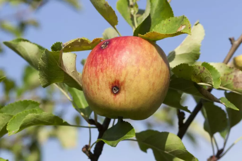 Chervish ვაშლი
