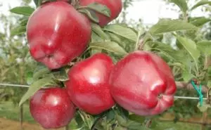وصف وخصائص التفاح الصف الأحمر chif، النمو والرعاية