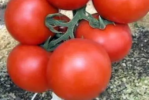 Bushes of Tomato Catherine