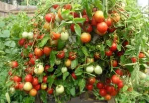Tyypillinen ja kuvaus Tomaatti Babushkin Pride, sen tuotto