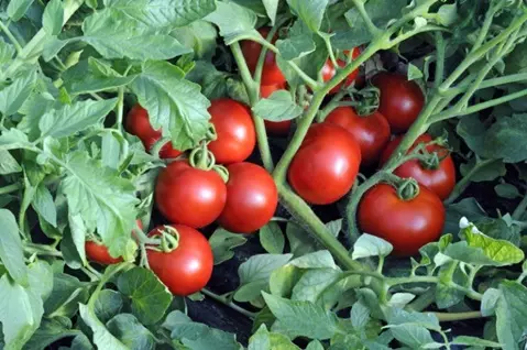 Tomaatti Catherine puutarhassa