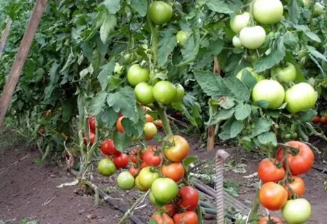 Buskar av tomat catherine